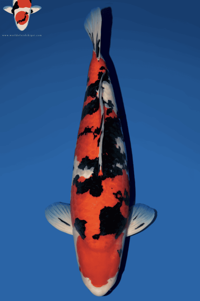 The National Koi Show 2023 | Shosha Koi Ltd