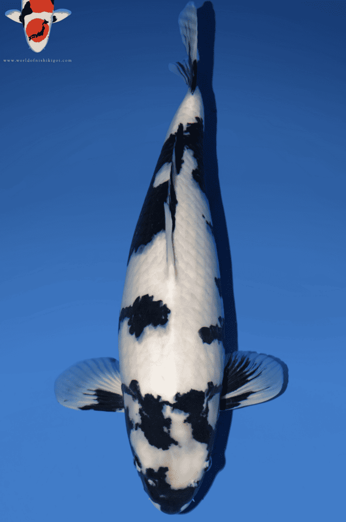 The National Koi Show 2023 | Shosha Koi Ltd