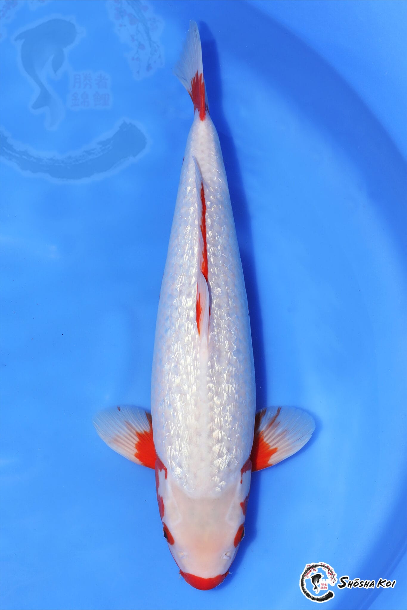 Gin Rin Yuki Asagi - SK-301 | Shosha Koi Ltd