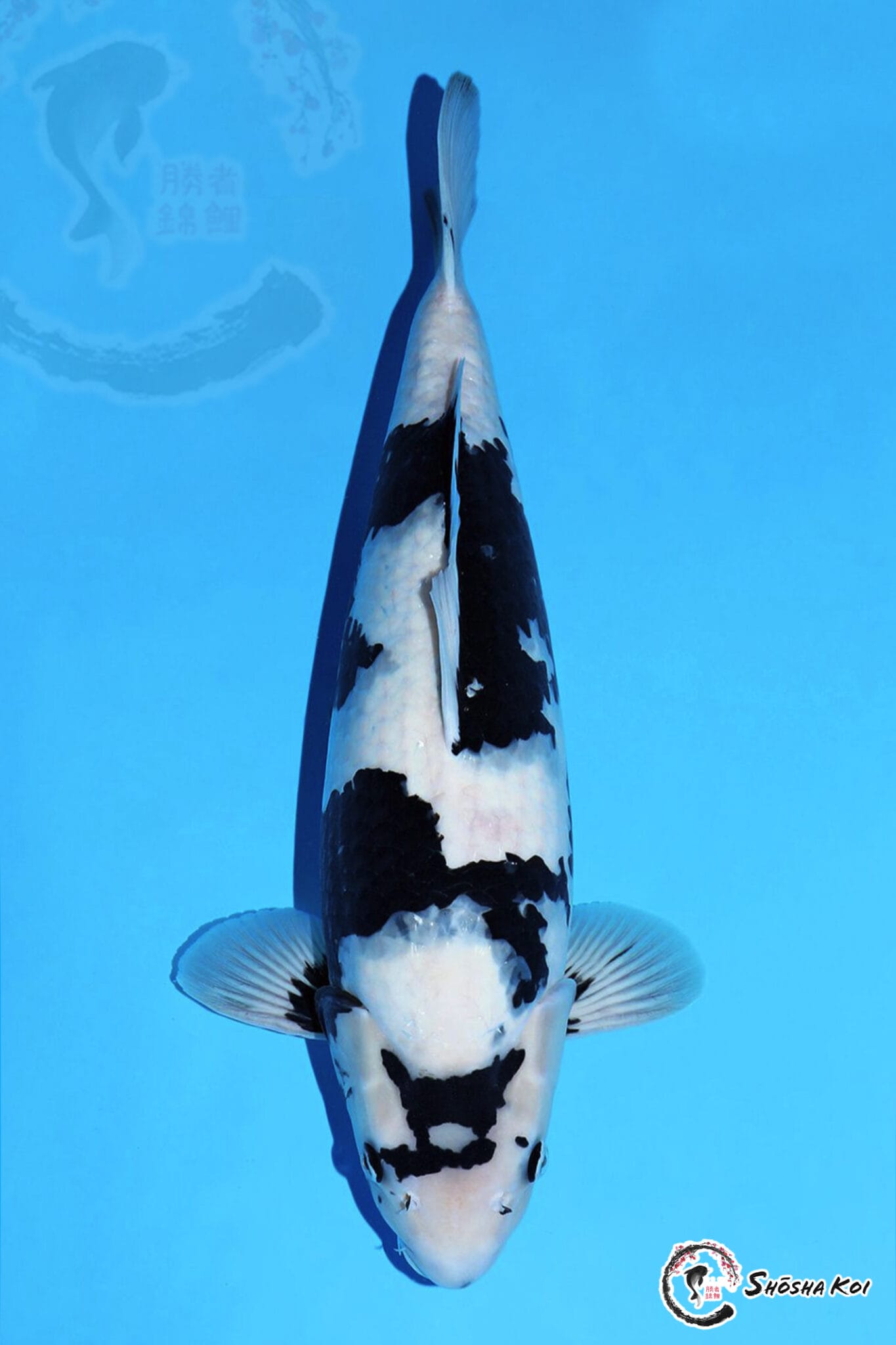 Shiro Utsuri - SK-441 | Shosha Koi Ltd