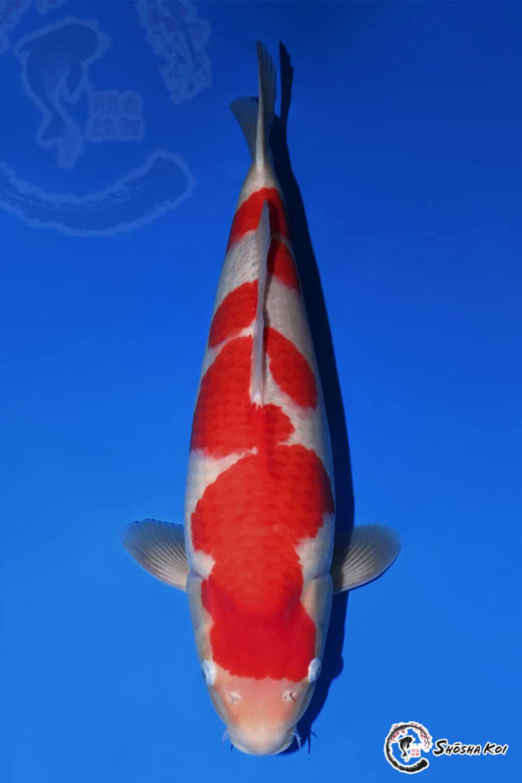 Kohaku - SK-165 | Shosha Koi Ltd