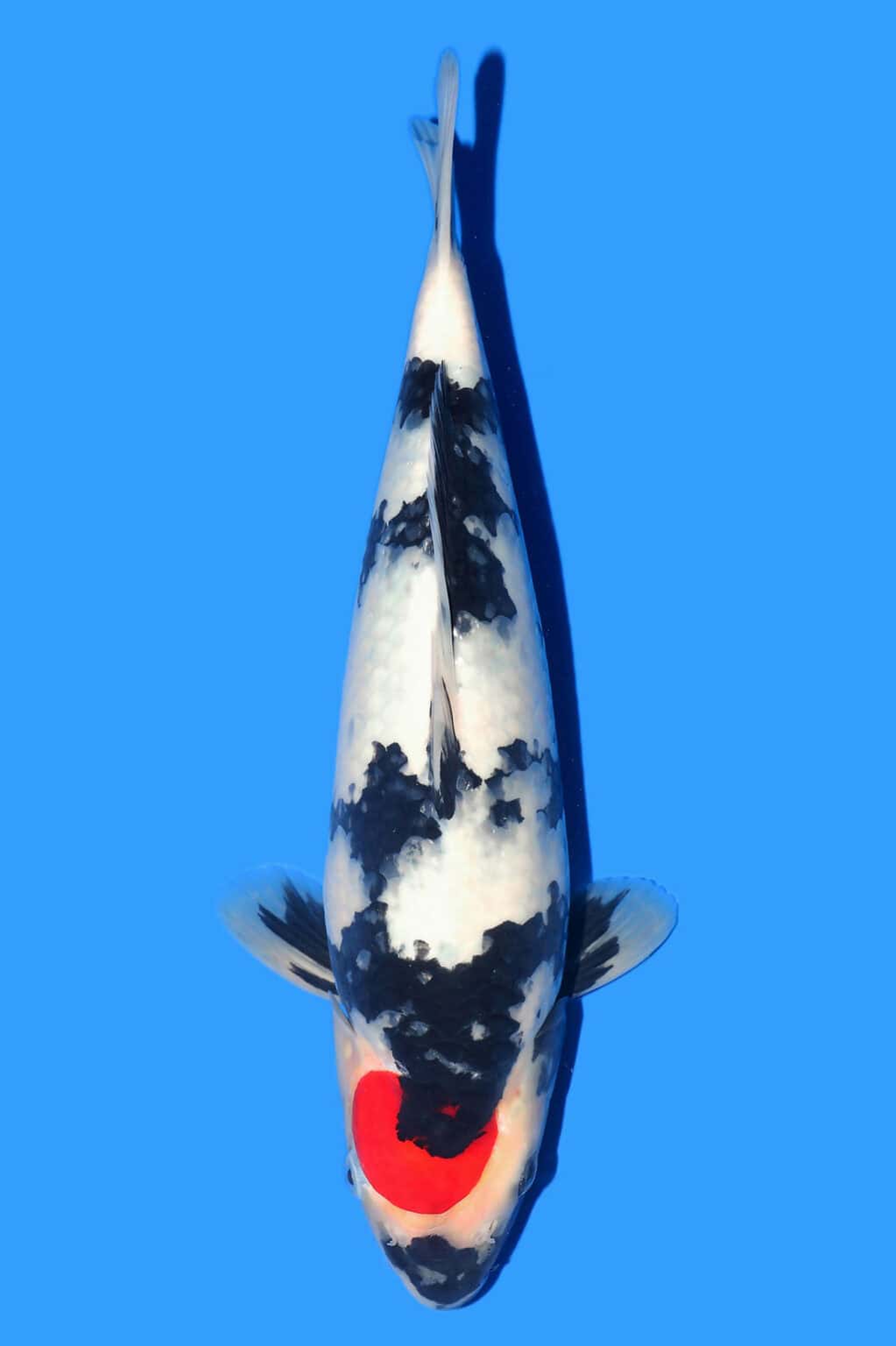 Tancho Showa - SK-580 | Shosha Koi Ltd