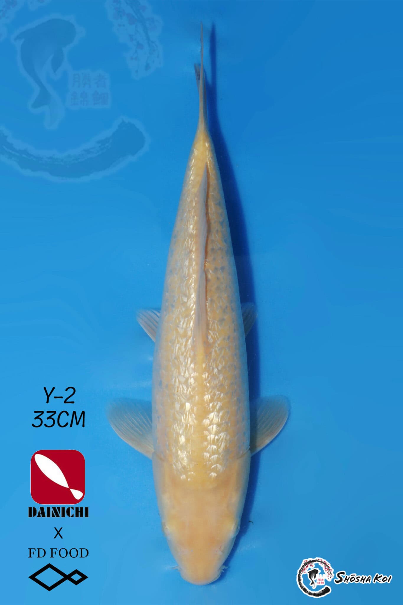 Dainichi Yellow Monkey Grow Out Competition | Shosha Koi Ltd