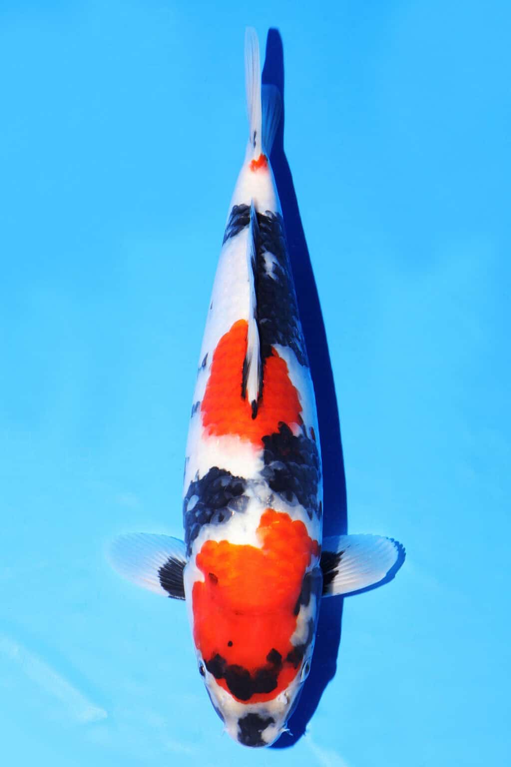 Showa - SK-587 | Shosha Koi Ltd