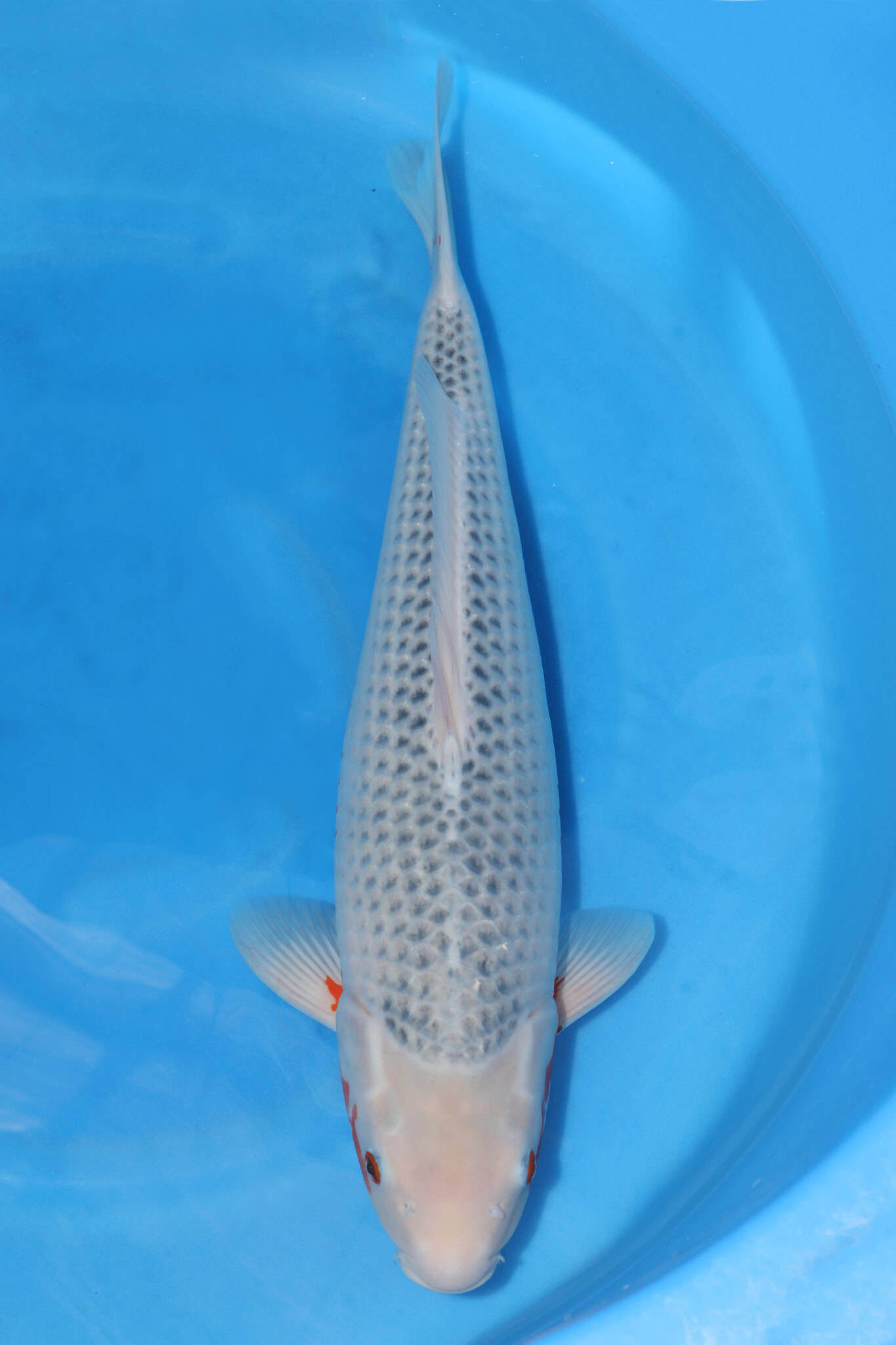 Asagi - SK-714 | Shosha Koi Ltd