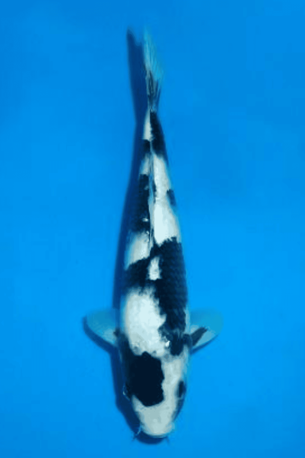 Shiro Utsuri - SK-842 | Shosha Koi Ltd